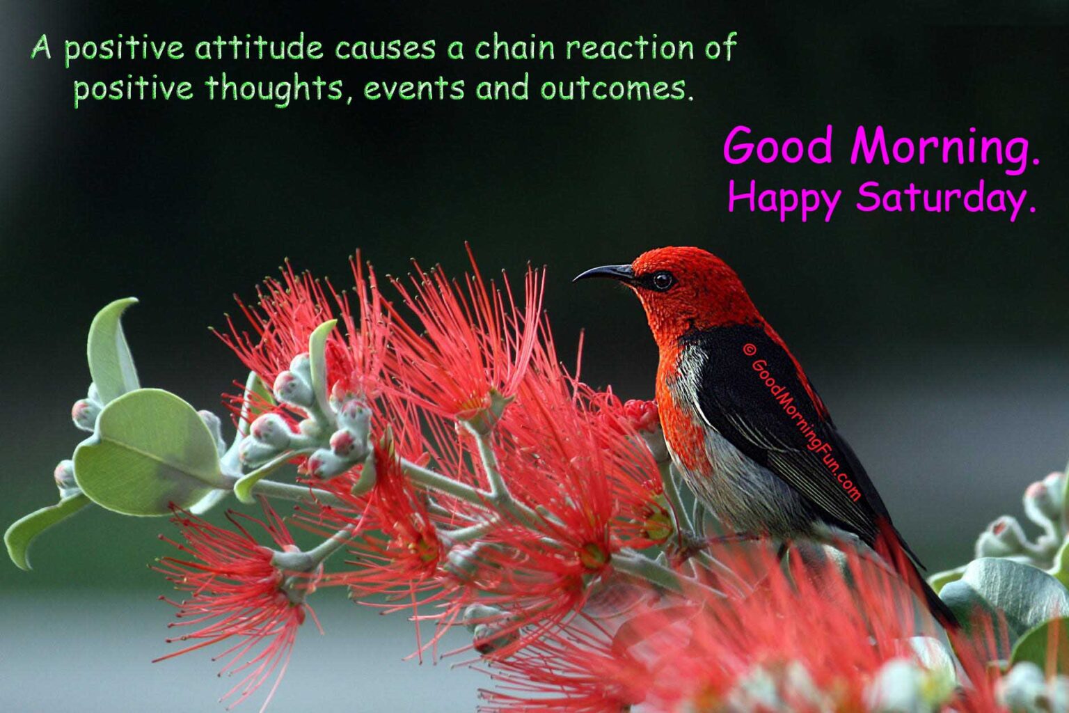 Funny Saturday Quotes and Sayings for Facebook - Good Morning Fun