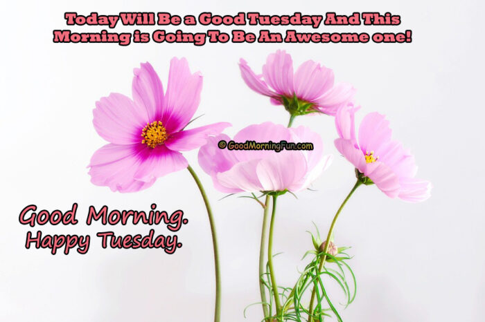 Top 50 Good Morning Happy Tuesday Quotes With Images - Good Morning Fun
