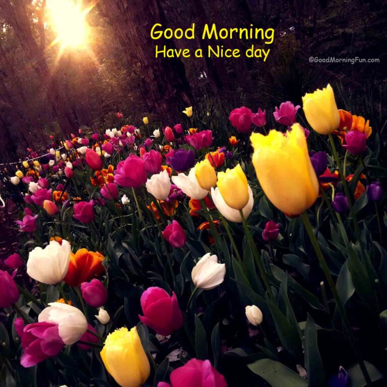 Good Morning Flowers - Good Morning Fun